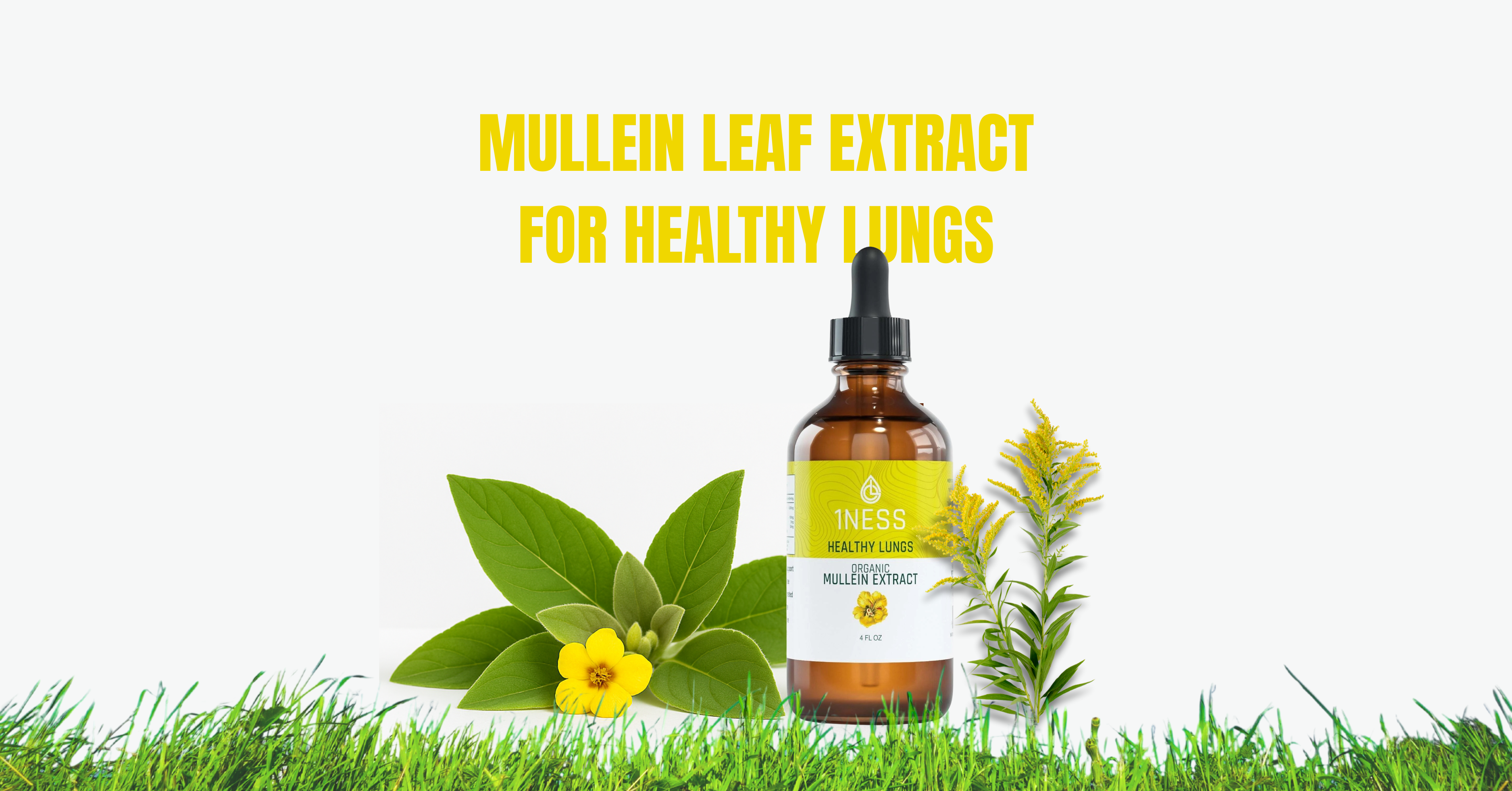 Mullein Leaves Extract – Natural Support for Lungs & Breathing – 1NESS Products